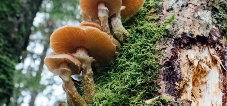 The Fungal Threat: How Hospitals Are Responding to Deadly Infections ...