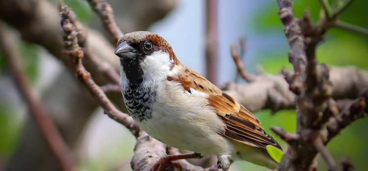 Secret of Sparrows Truth Behind Their Behaviour and Habits