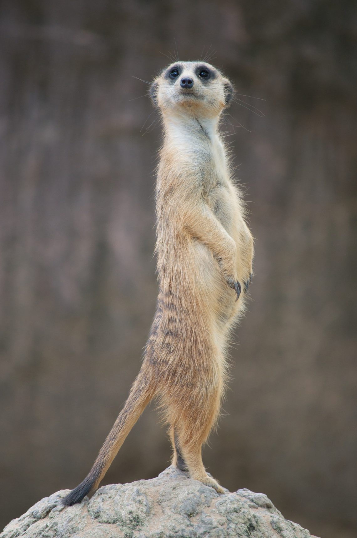 Meerkat Behavior Understanding These Social Creatures - Life Conceptual