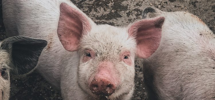 Behaviors of Domesticated Pigs - Life Conceptual