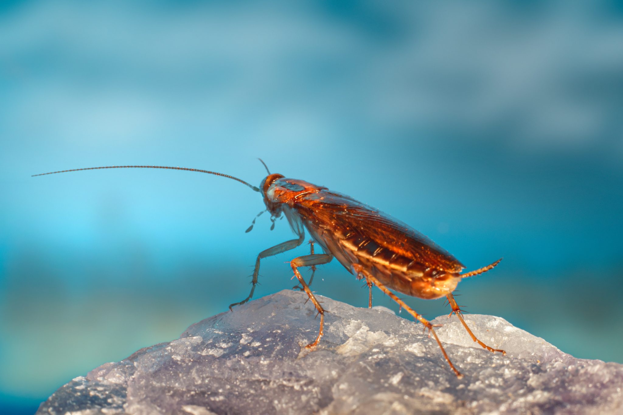 A Weird Twist in Cockroach Evolution: What We Know About the Latest ...