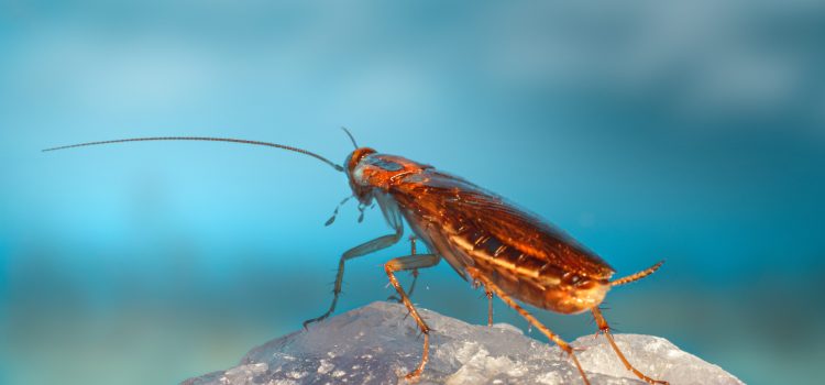 A Weird Twist in Cockroach Evolution: What We Know About the Latest ...