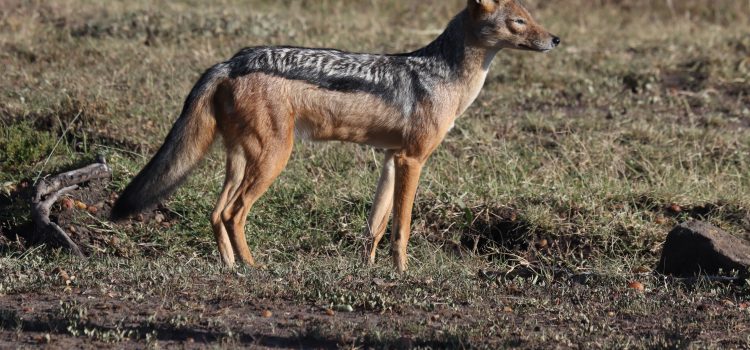 Jackals Everything You Need to Know About These Resourceful Canines ...