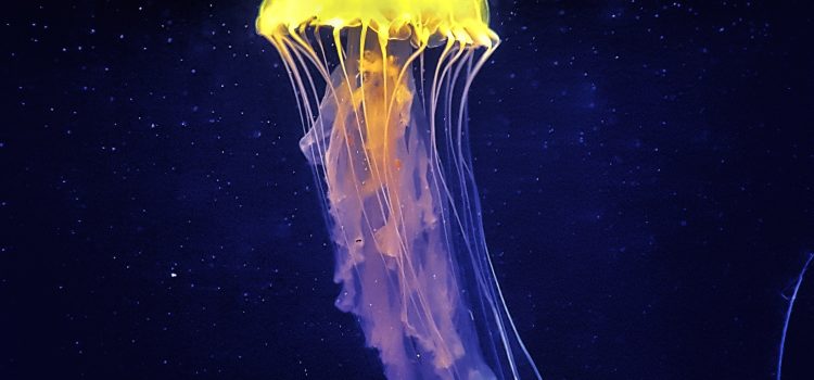 Surprising Benefits of Jellyfish for Marine Ecosystems - Life Conceptual