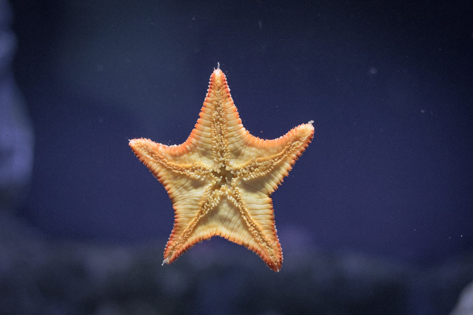 Fun Facts About Star Fish - Life Conceptual