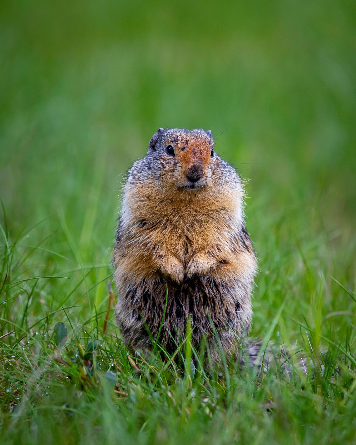 Complete Life Cycle of an Ostrich from Egg to Adulthood - Life Conceptual