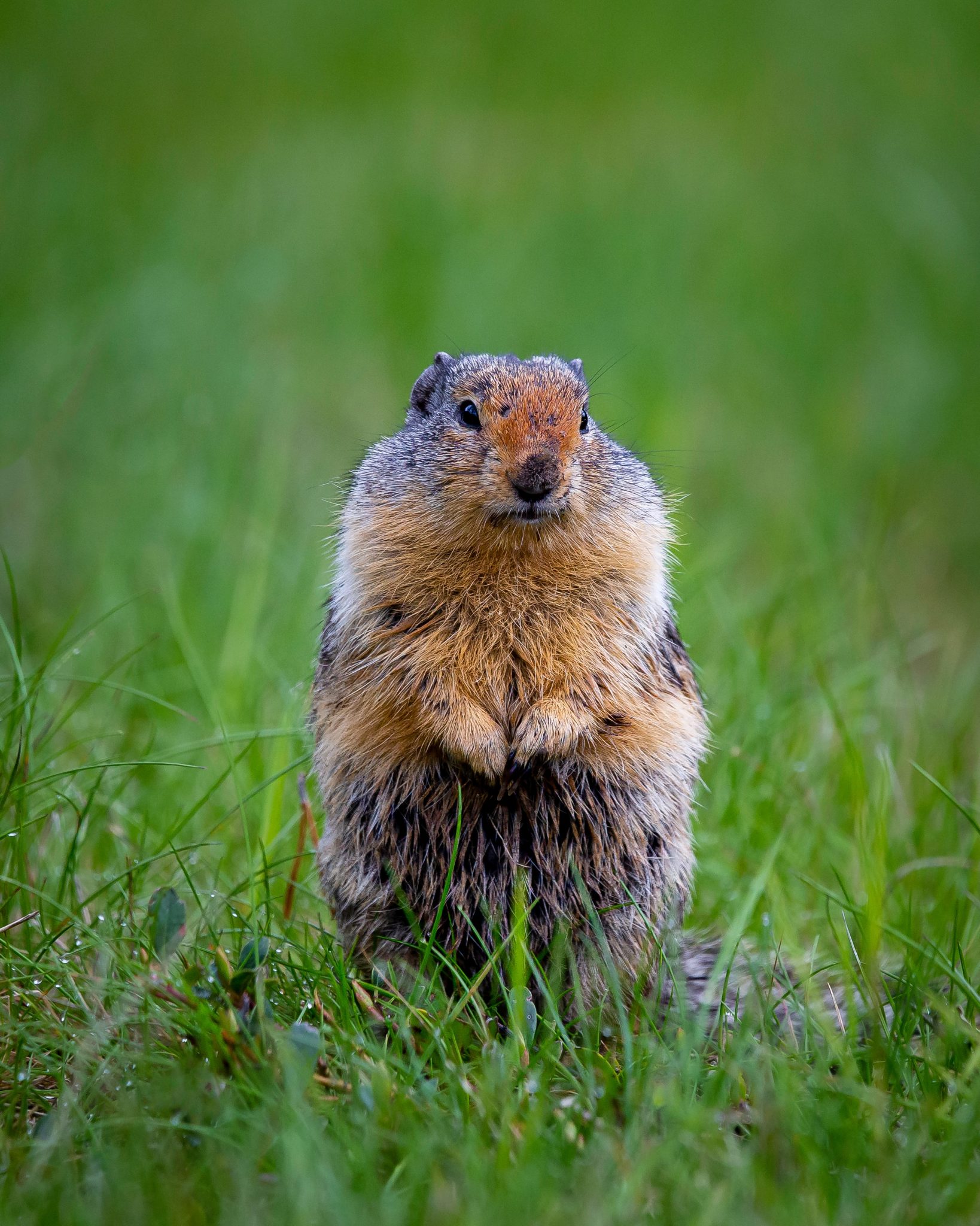 Complete Life Cycle of an Ostrich from Egg to Adulthood - Life Conceptual