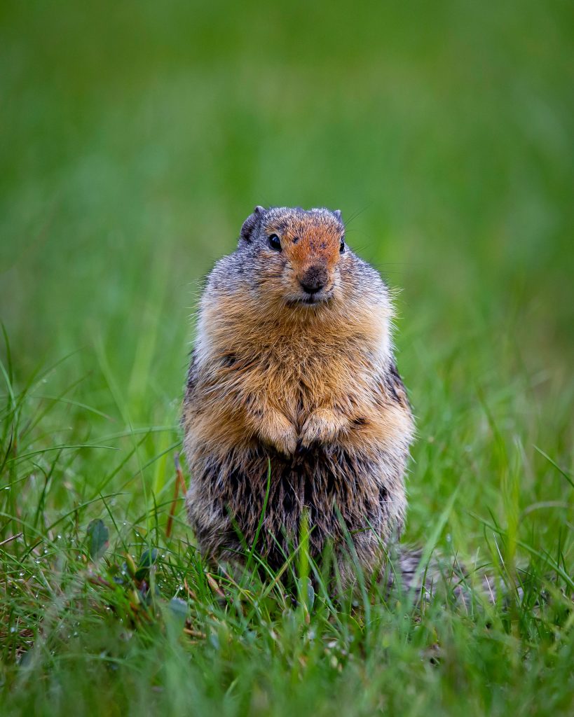 Uncovering the Secret Life of Beavers An In-Depth Look - Life Conceptual