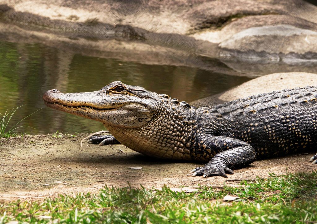 Alligator Behavior 101 Social Interactions and Hunting Strategies ...
