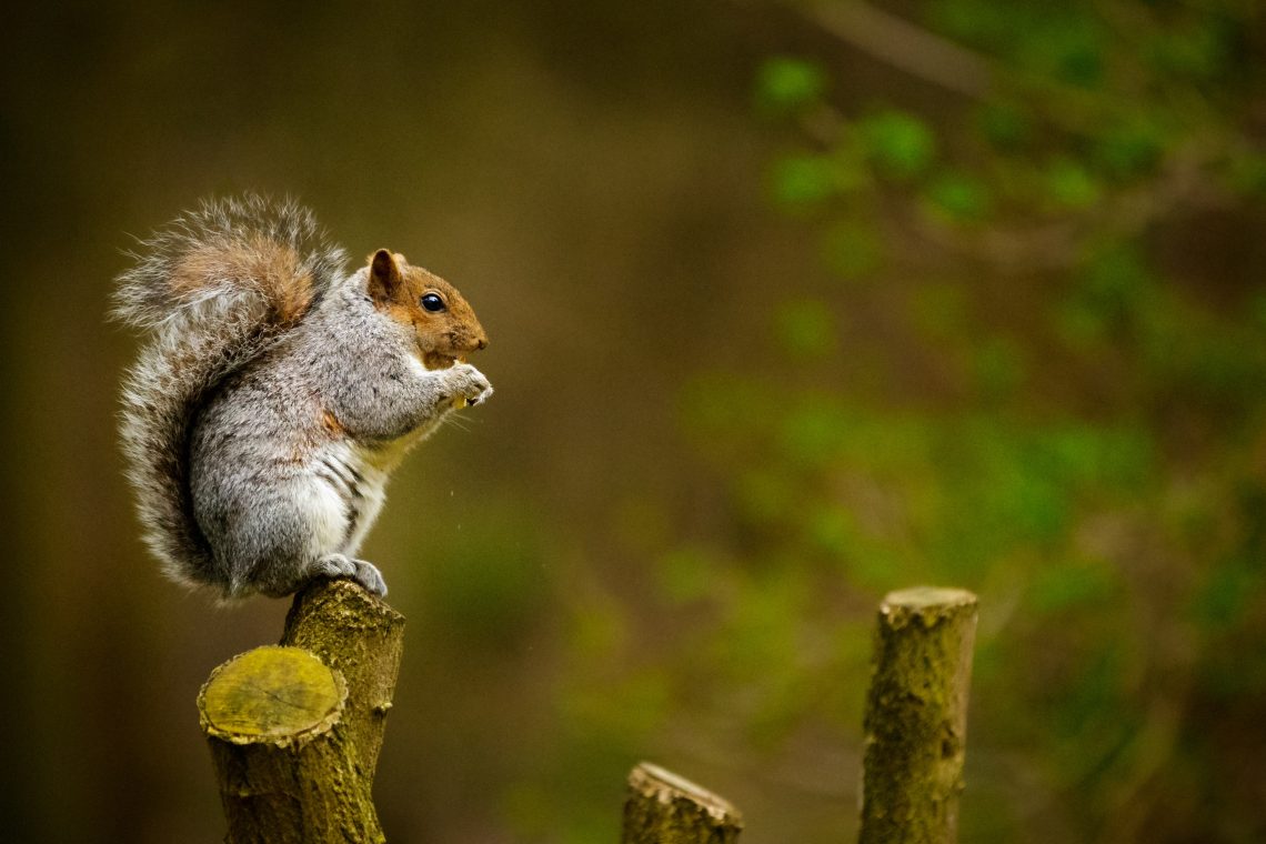 Squirrels are Essential to Our Ecosystems and Environment - Life Conceptual