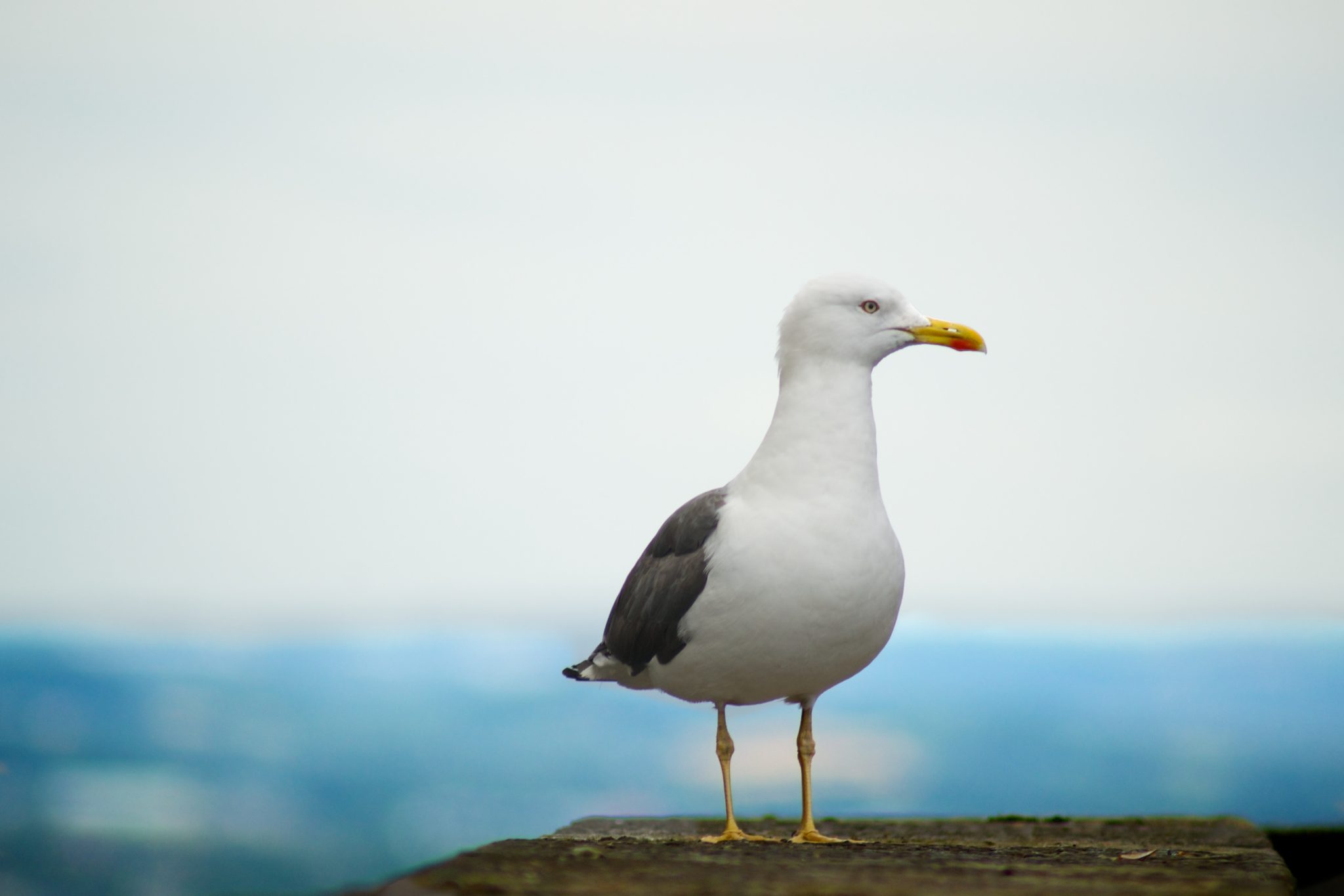 Why Do Seagulls Make Such Unique and Distinctive Sounds? - Life Conceptual