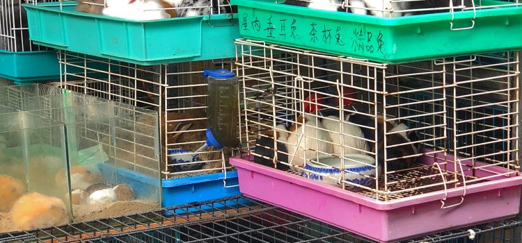 Animals in cages - Life Conceptual