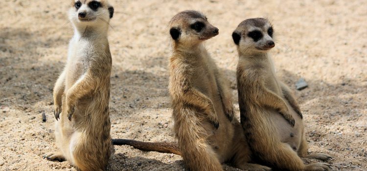 Understanding the Complexities of Polyamory in the Animal Kingdom ...