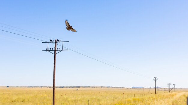 Protecting Our Feathered Friends: Birds on Power Lines