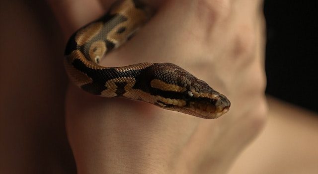 Snake Mating Habits Closer Look at Reproductive Behavior