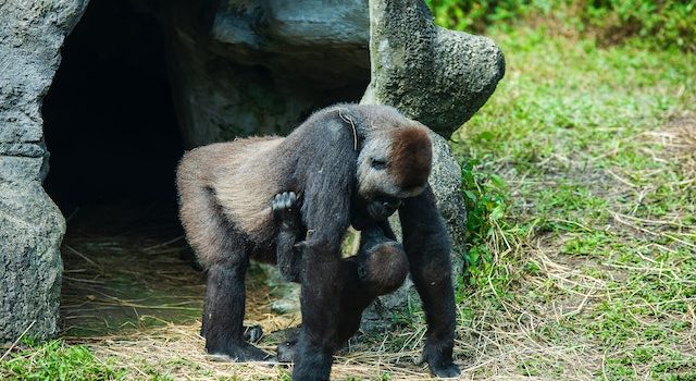 Gorillas in Peril The Threats to Conservation - Life Conceptual