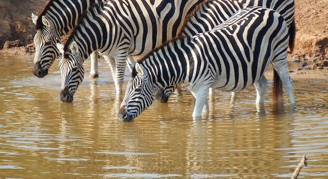 Stripes and Strength The Remarkable Adaptations of Zebras