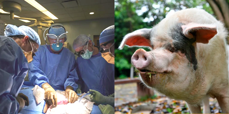 How Pig Embryos Nurture Human Kidneys - Life Conceptual