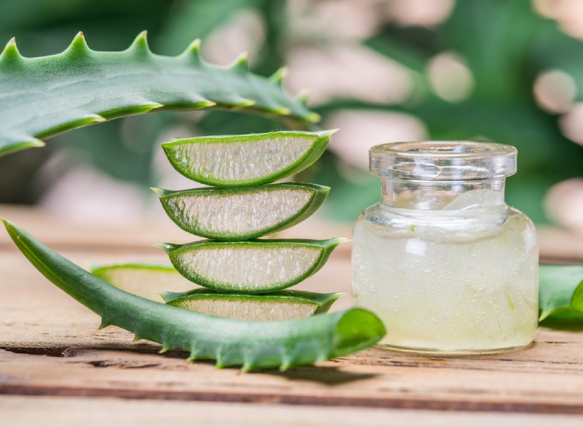 DIY Organic Aloe Vera Production Guide - Life Conceptual