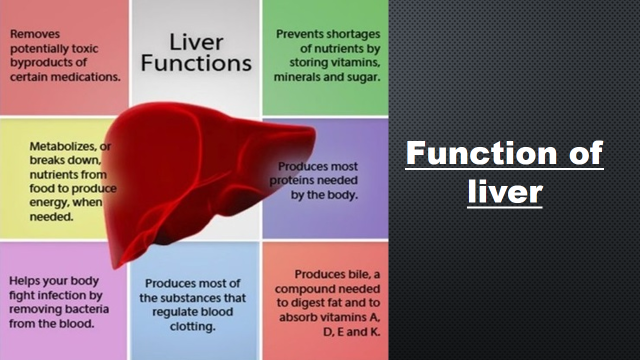 What Does the Liver do? - Life Conceptual