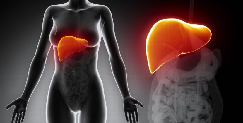 What Does the Liver do?