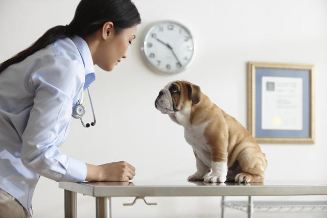 Pampered Pooches: Tailored Insurance for Bulldogs