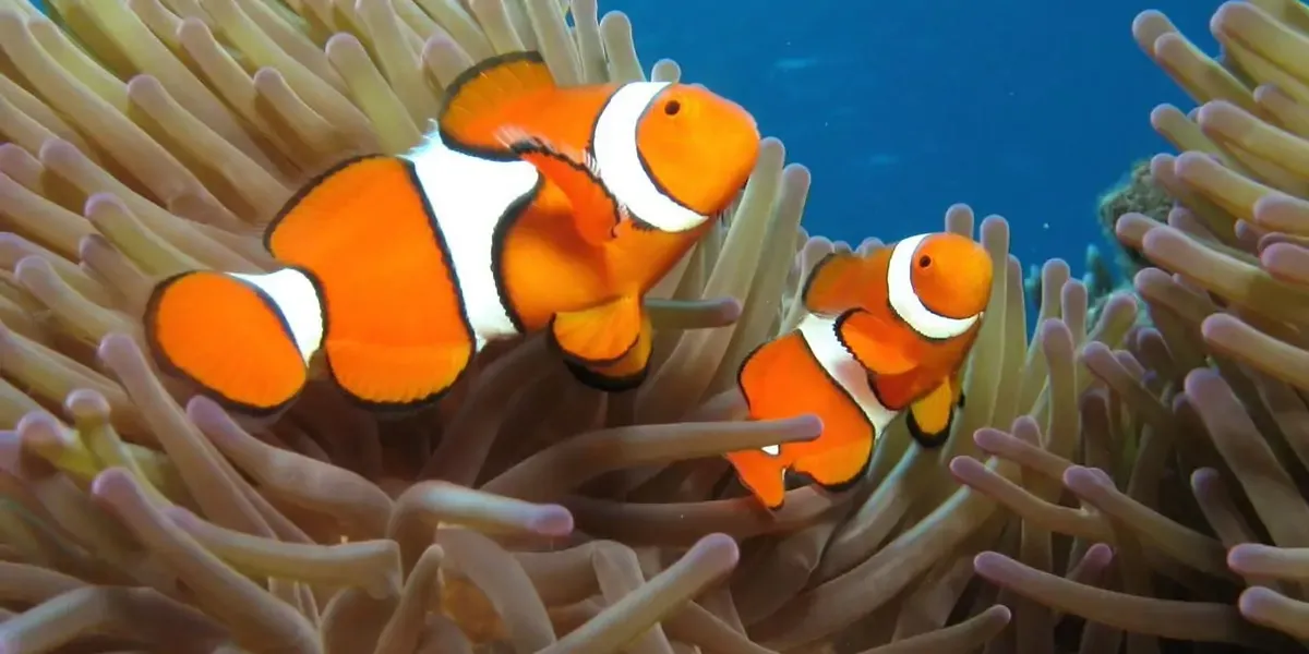 Discover the Incredible Diversity of Amazing Animals Living in